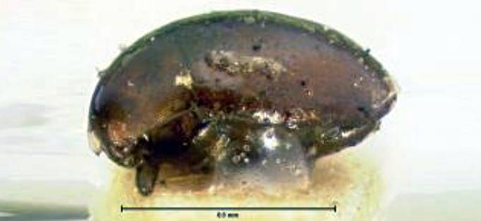 Christmas eye cases on the rise and it's caused by a tiny bug you won't ...