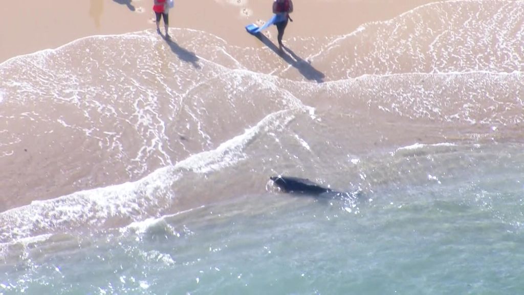 Injured dolphin circling after attack by bull shark - ABC News