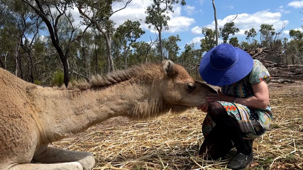 Competitors from the Great Australian Camel Race reunite after 36 years ...