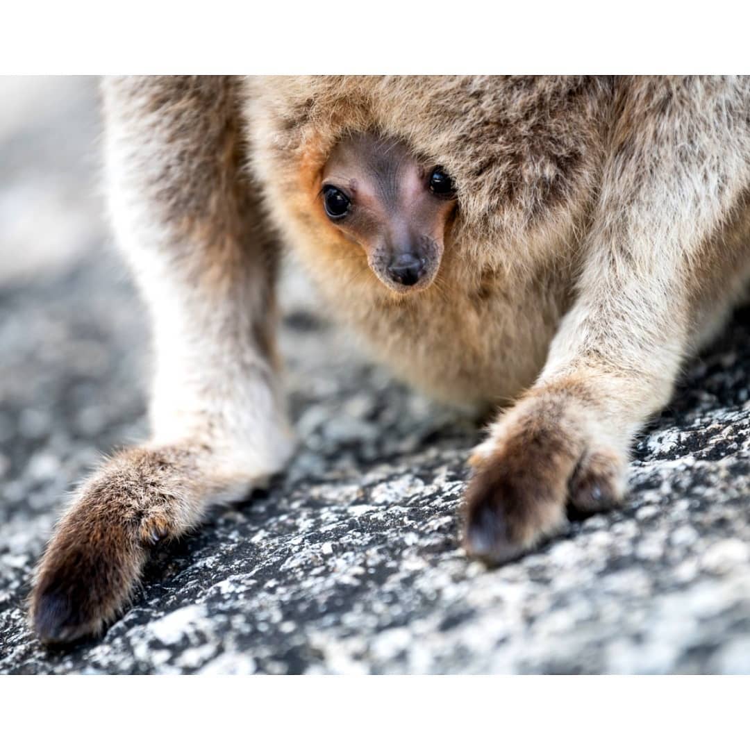 Photos of animals in Australia - ABC News