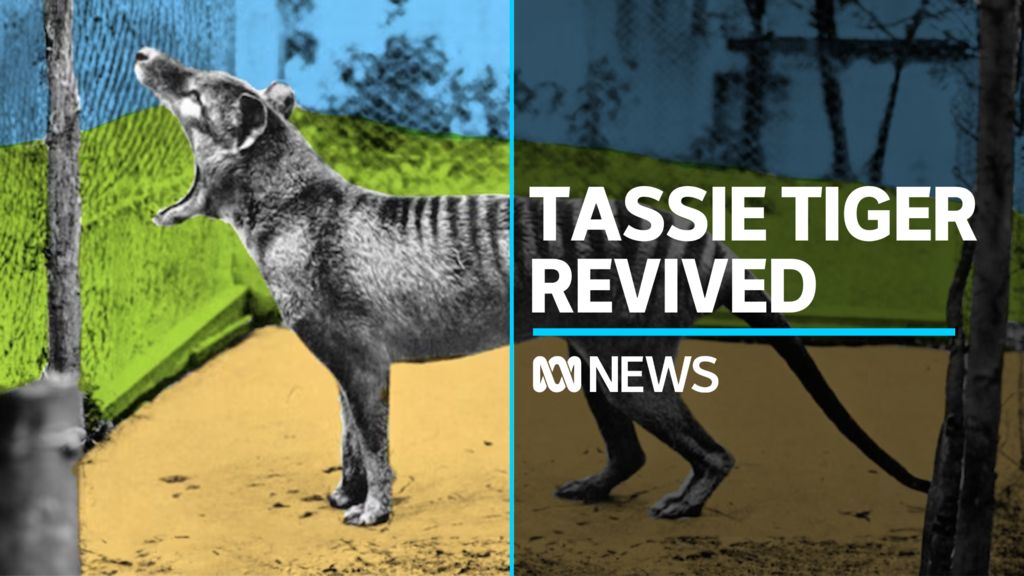 Should we revive the extinct Tasmanian Tiger? - ABC News