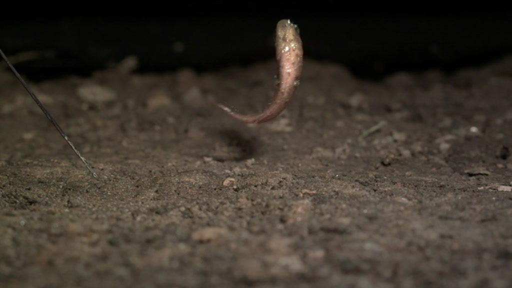 Why fish jump and how they do it - ABC News