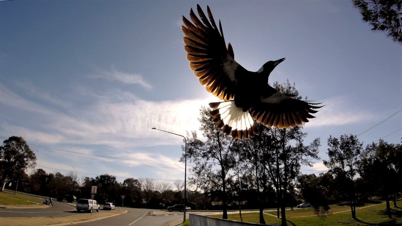 Magpie swooping season is here but how long does it last and is it true ...