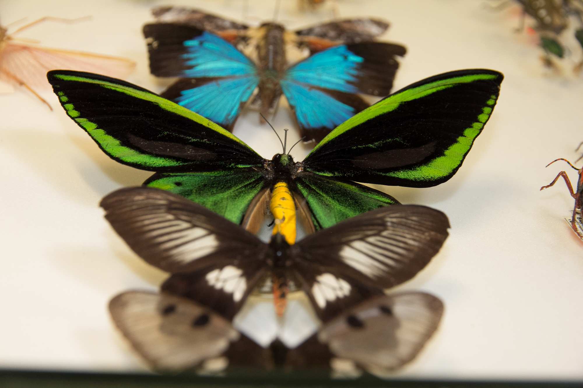Insect collection worth $100m providing answers to science, technology ...