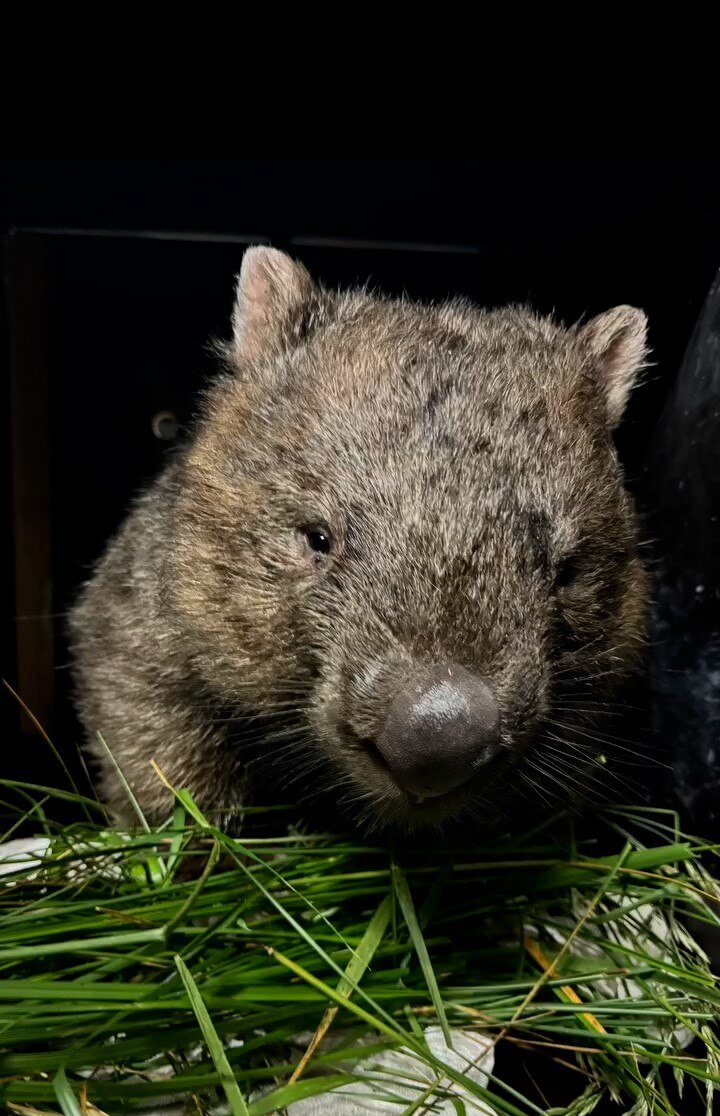 Wombat nicknamed Ian Thorpe after being rescued from Canberra pond by ...