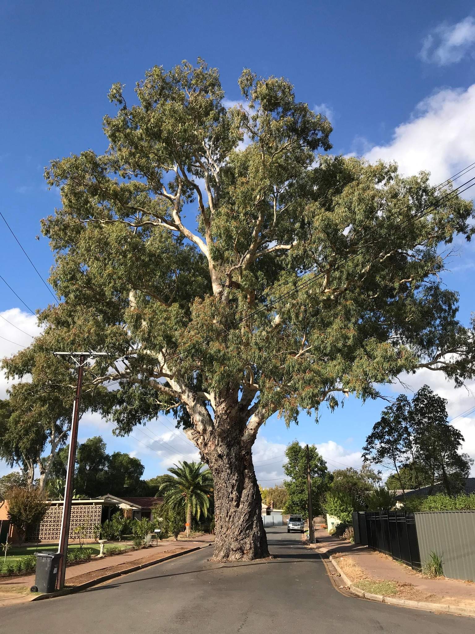 The enormous tree in Adelaide's south that divided a street - ABC Adelaide