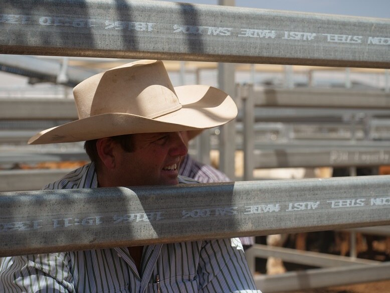 Roma Saleyards celebrate 50 years of cattle sales and look to the ...