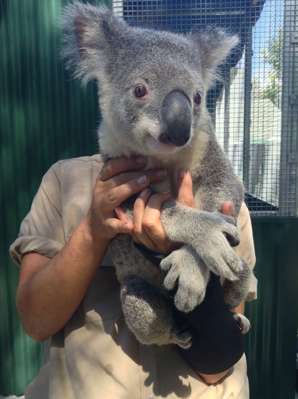 Injured koala rescues rise tenfold in south-east Queensland - ABC News