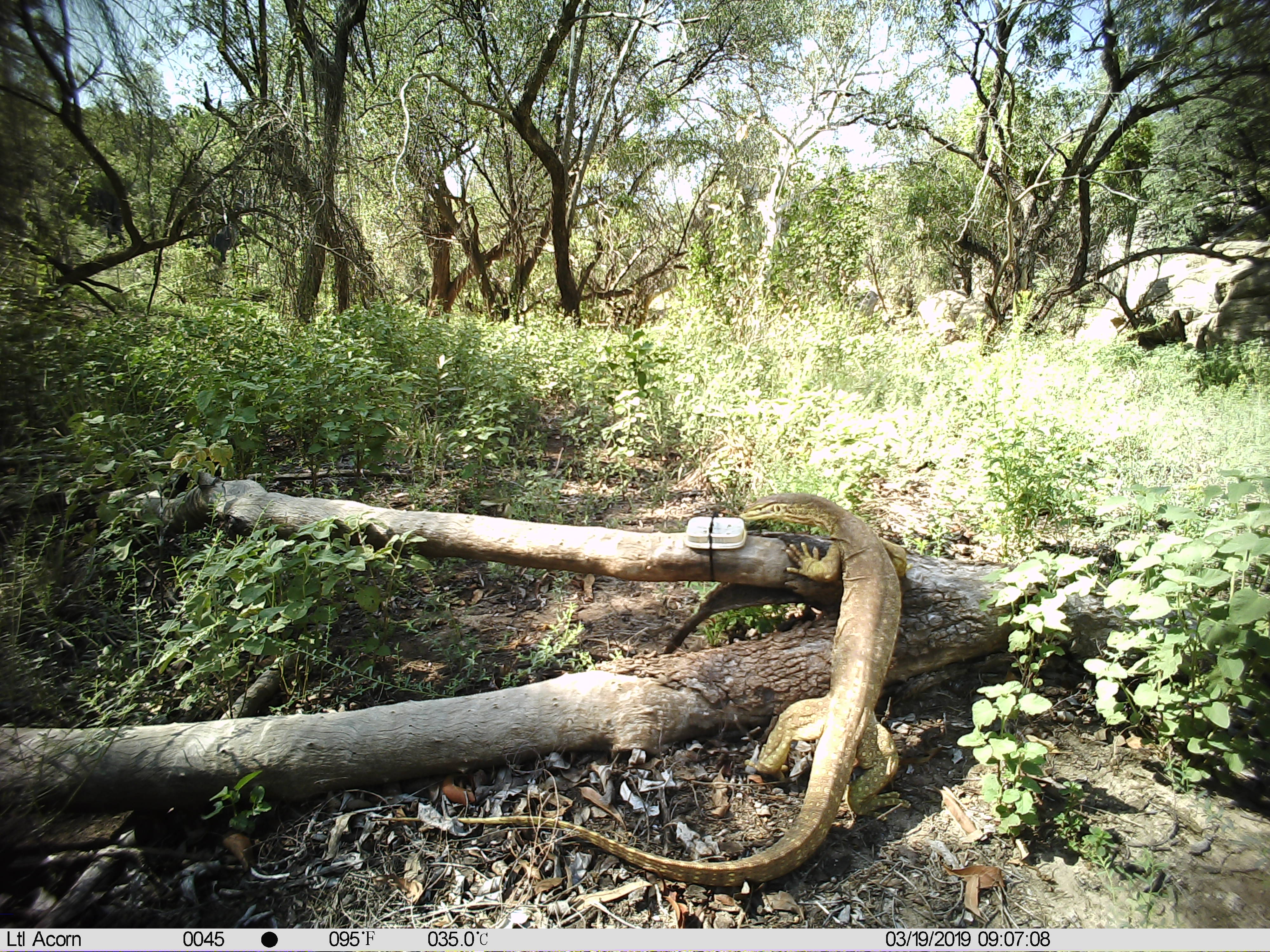 Researchers train goannas not to eat cane toads in WA Kimberley region ...