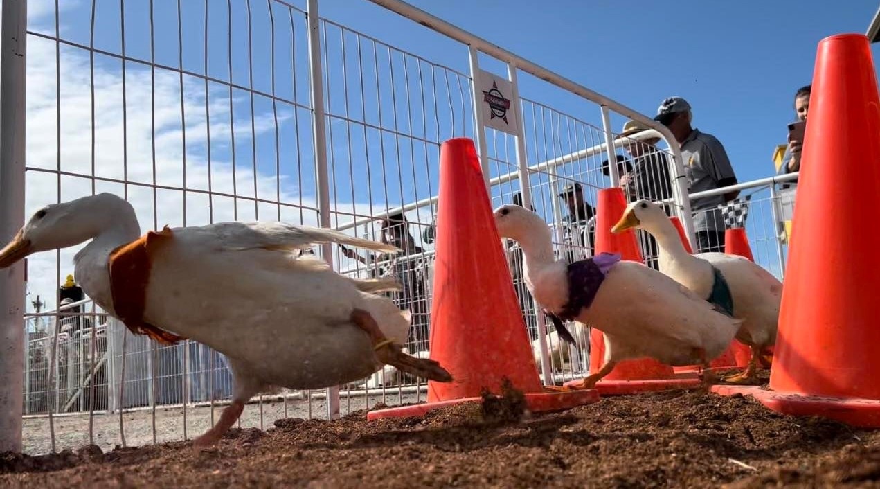 Meet Justin Beaker, Quacky Chan and the Duck Knight, the racing ducks ...
