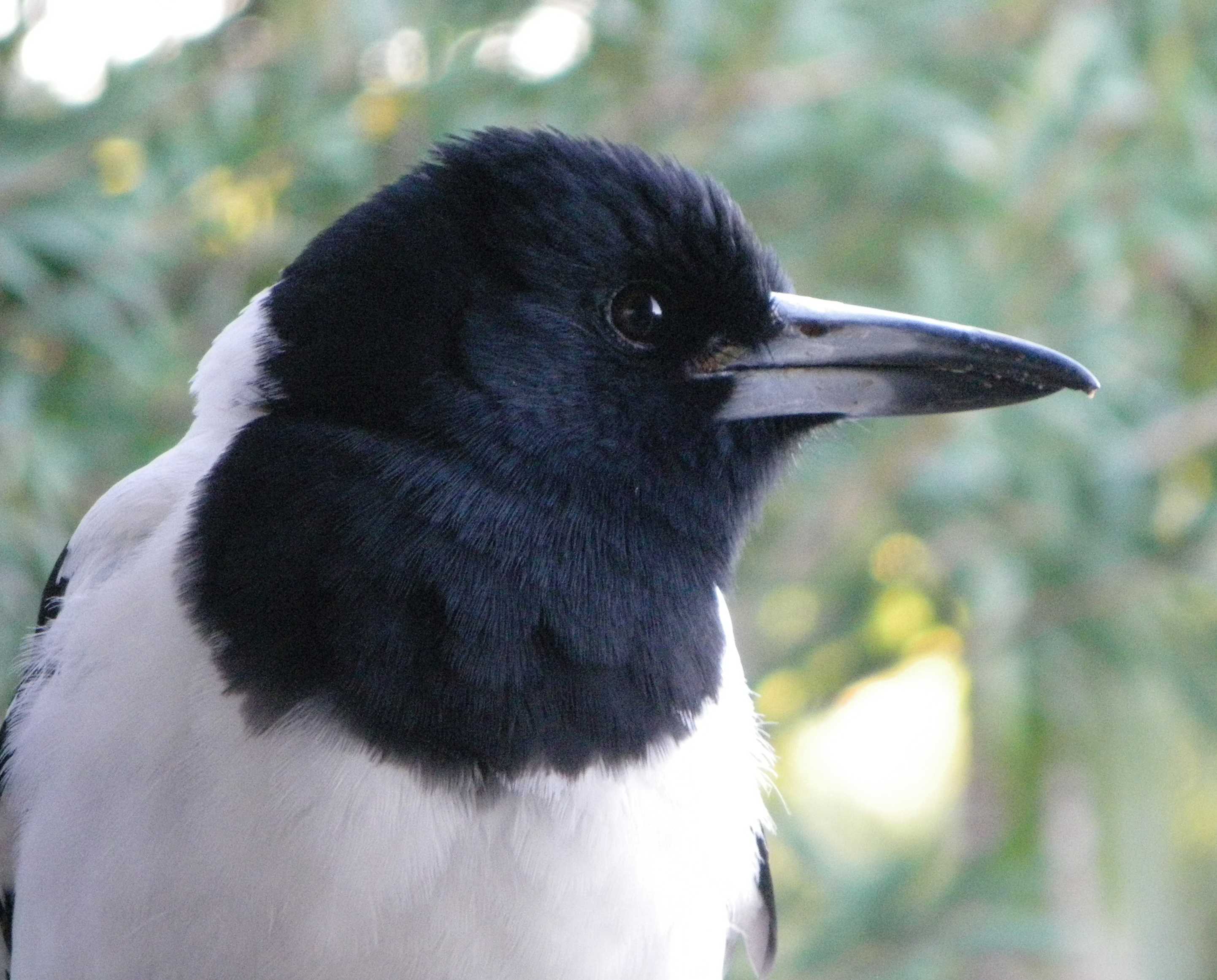 Bird Interrupted - ABC listen