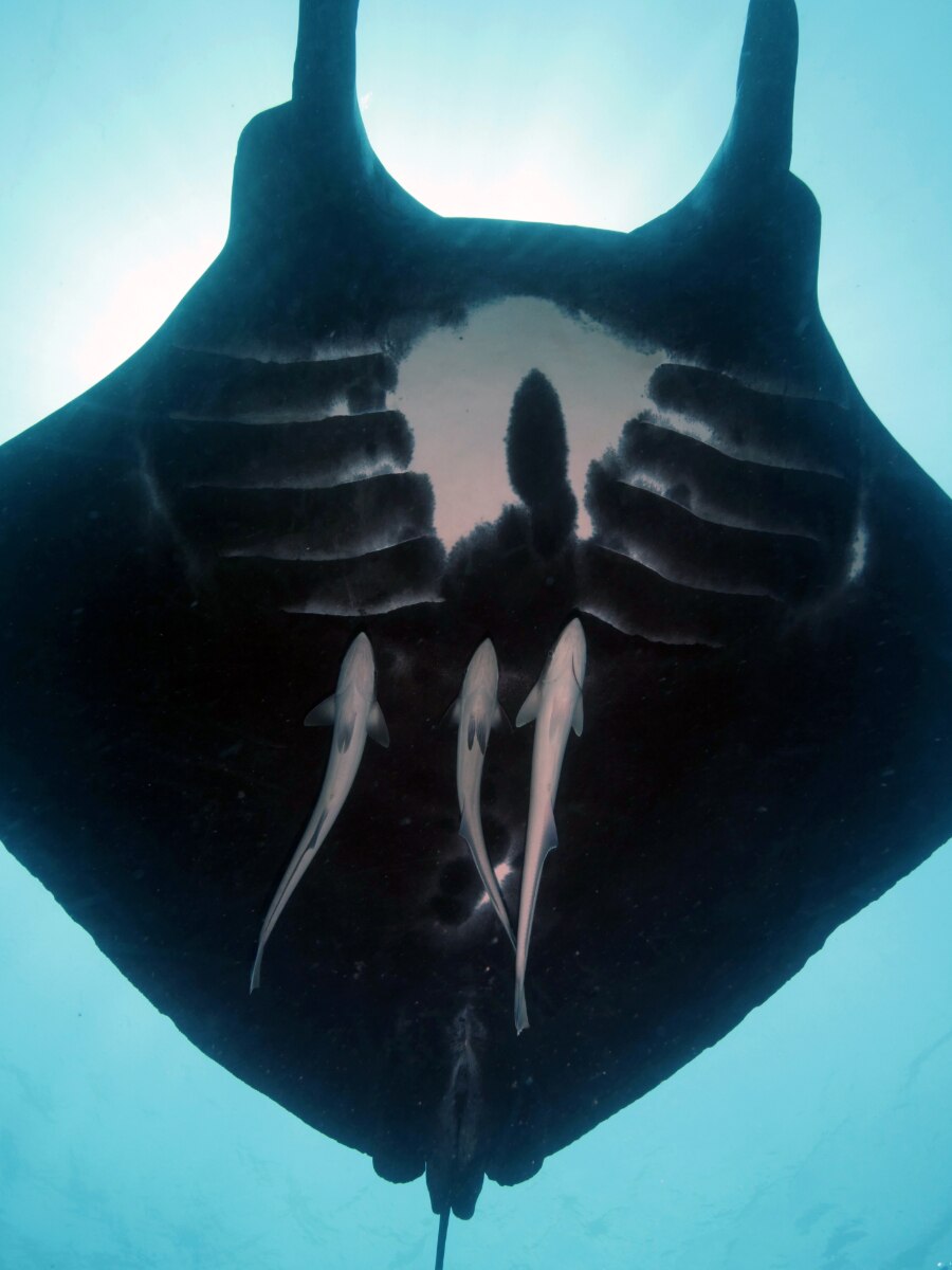 Reef manta rays make friends — but some are more social than others ...
