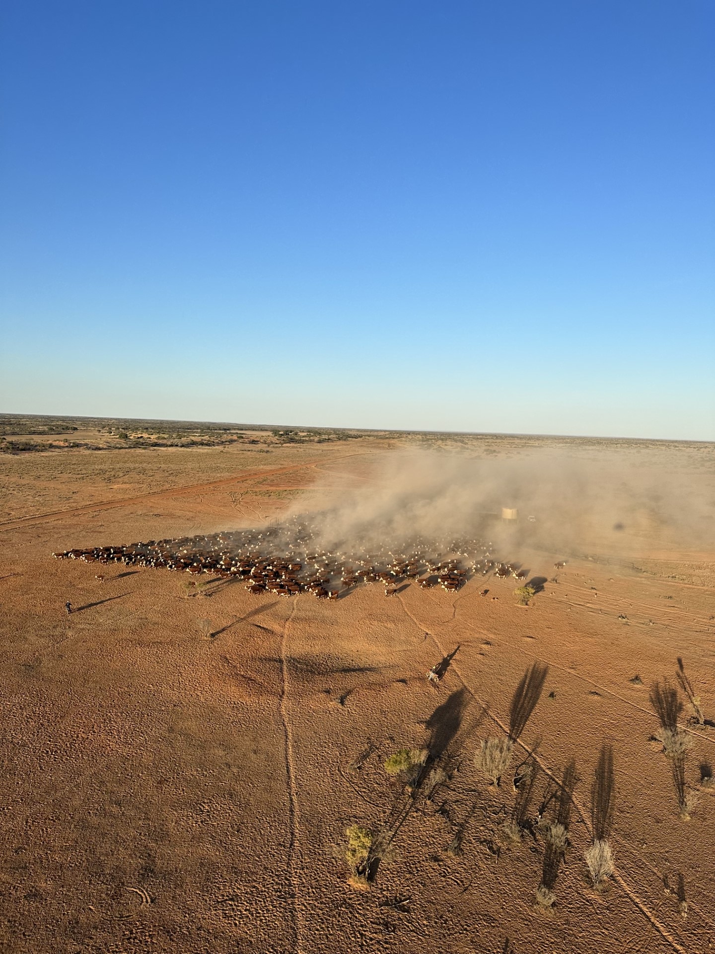 Helicopter mustering in outback Australia dream job for Far West NSW ...
