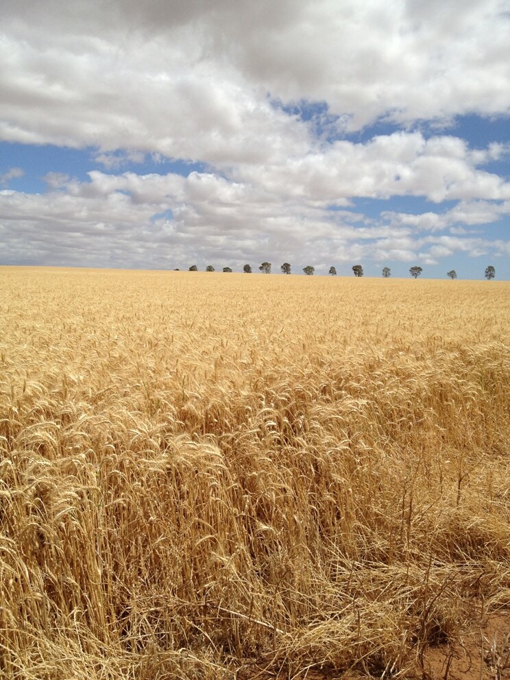 Third largest grain crop expected for SA - ABC News