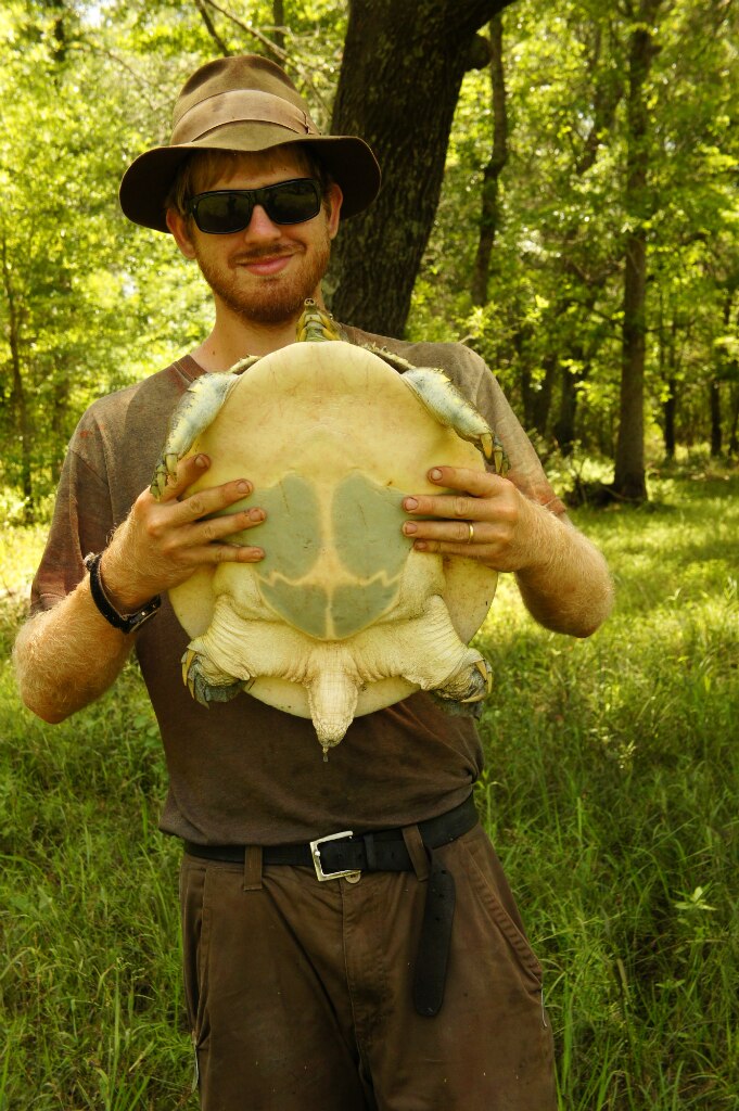 Turtle researchers turn to sex toys to determine male and female of ...