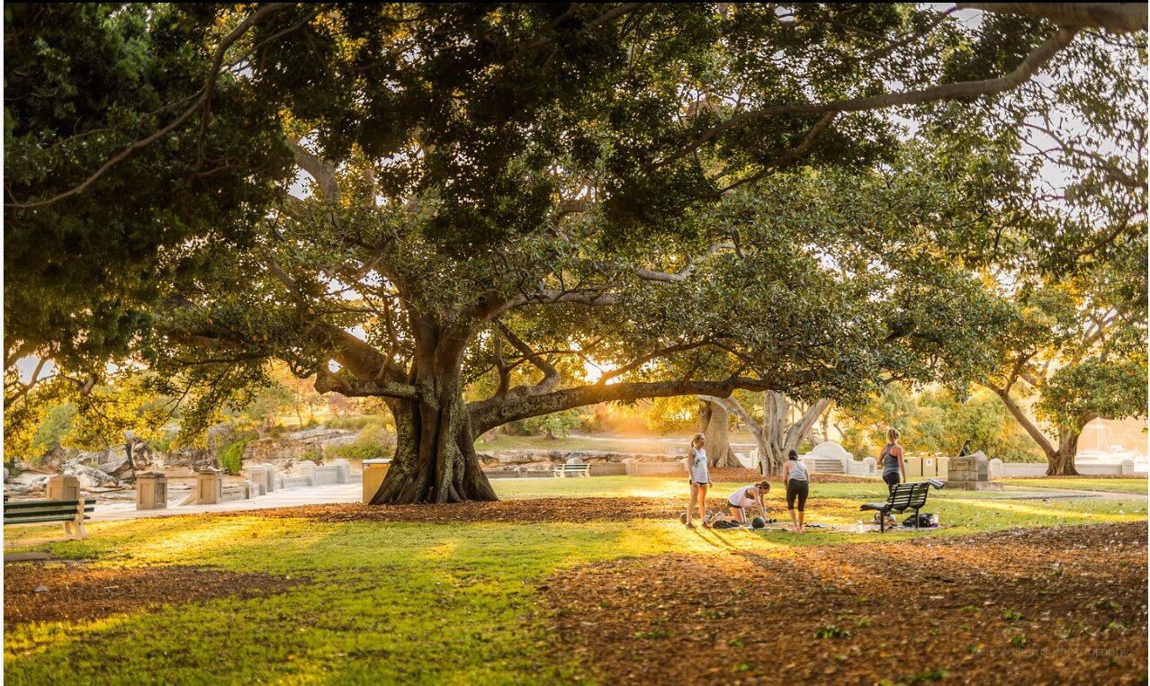 Another brazen tree poisoning on beachfront - ABC listen