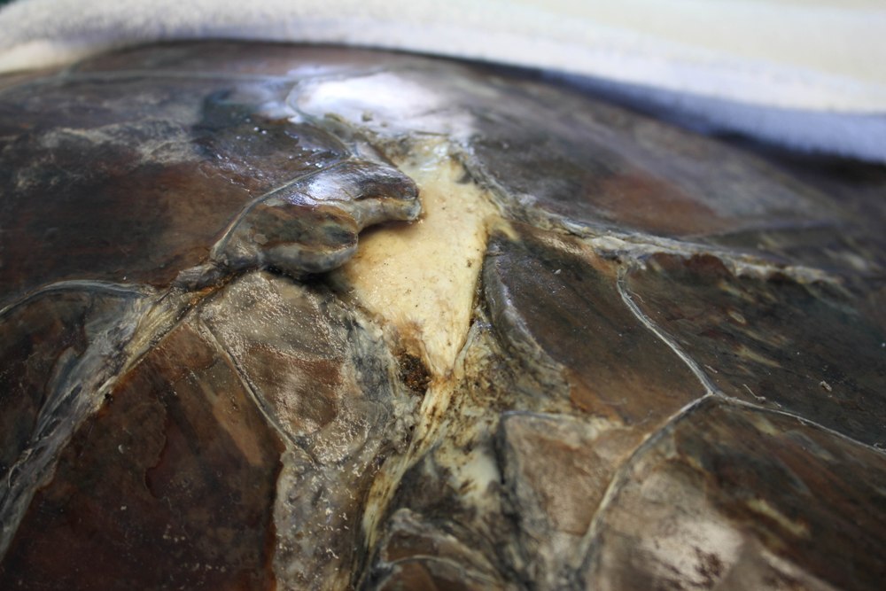 Diamond, the turtle, on the road to recovery after boat strike injury ...