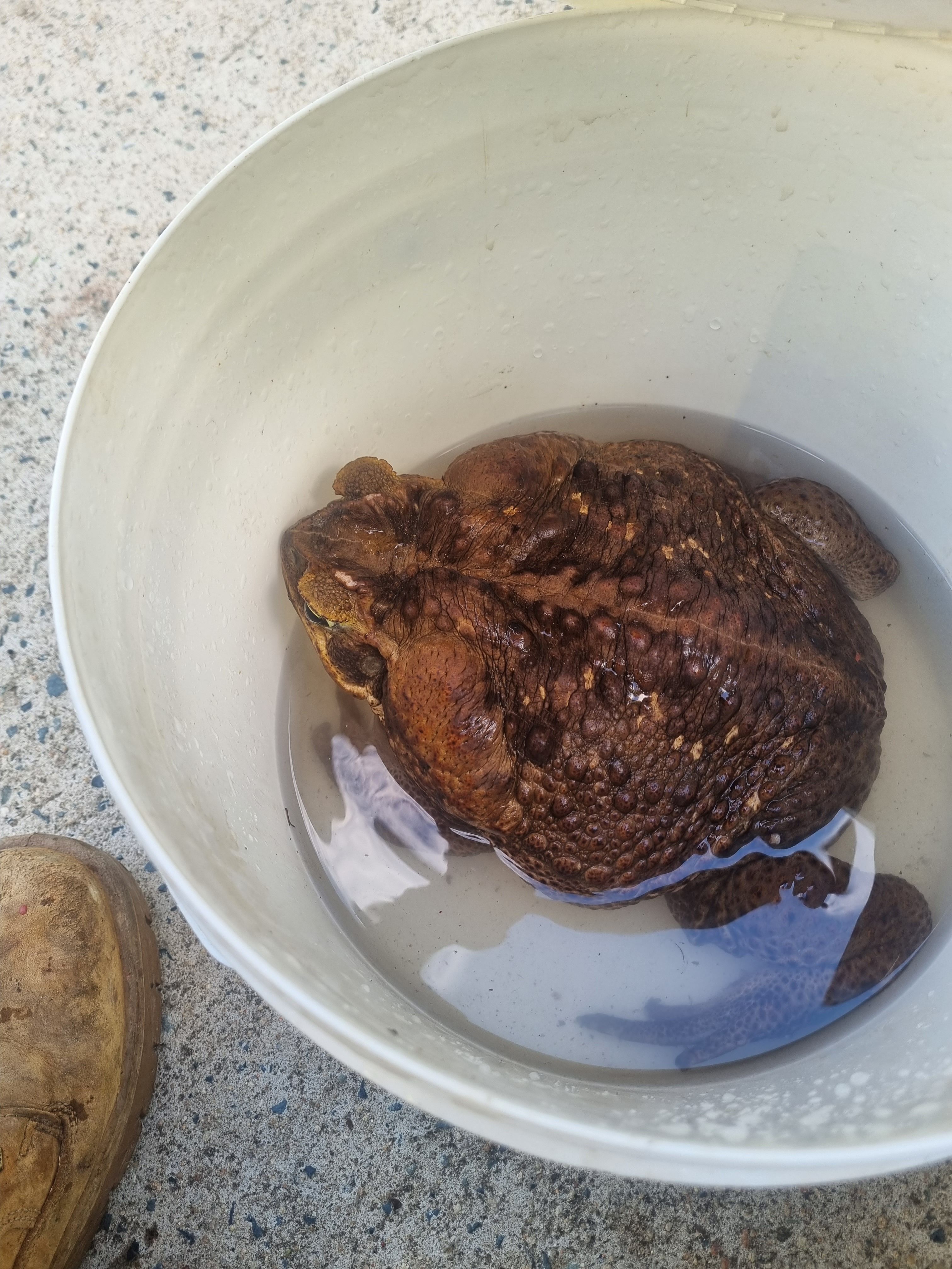 GIANT CANE TOAD DISCOVERED IN AUSTRALIA DUBBED ‘TOADZILLA’