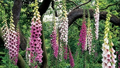 Digitalis - Gardening Australia