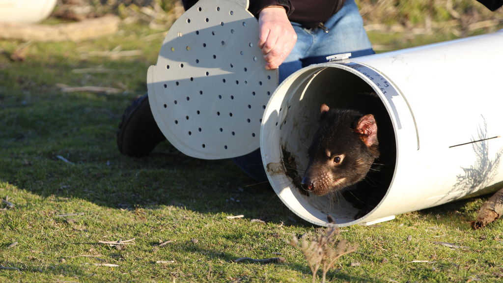 Devil takes first steps into the wild - ABC News