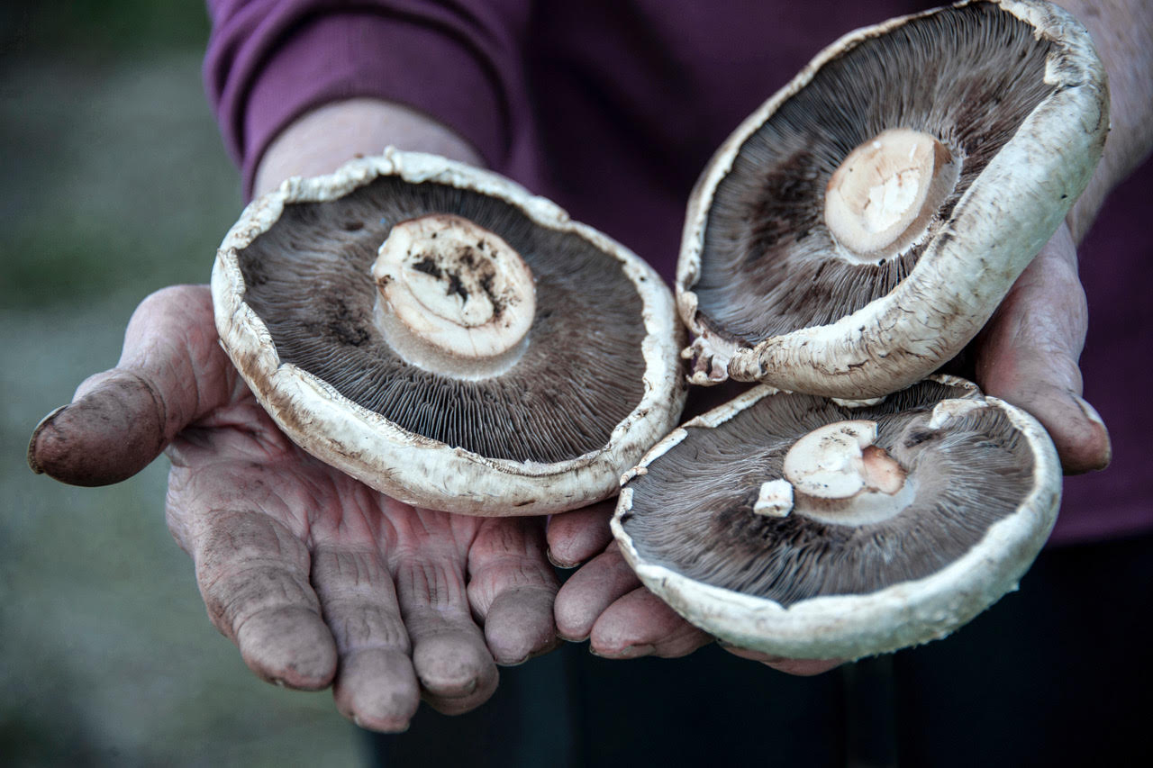Foraging for Mushrooms- a 'fungal-awakening' - ABC listen