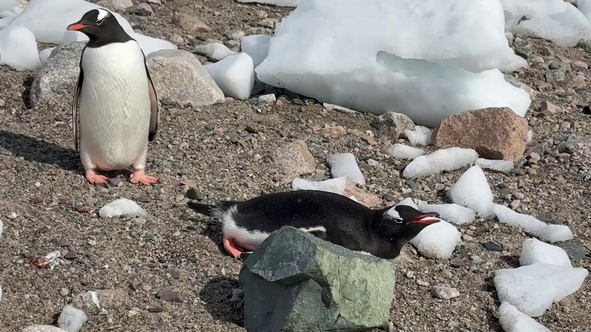 Gentoo penguin in Antarctica - ABC News