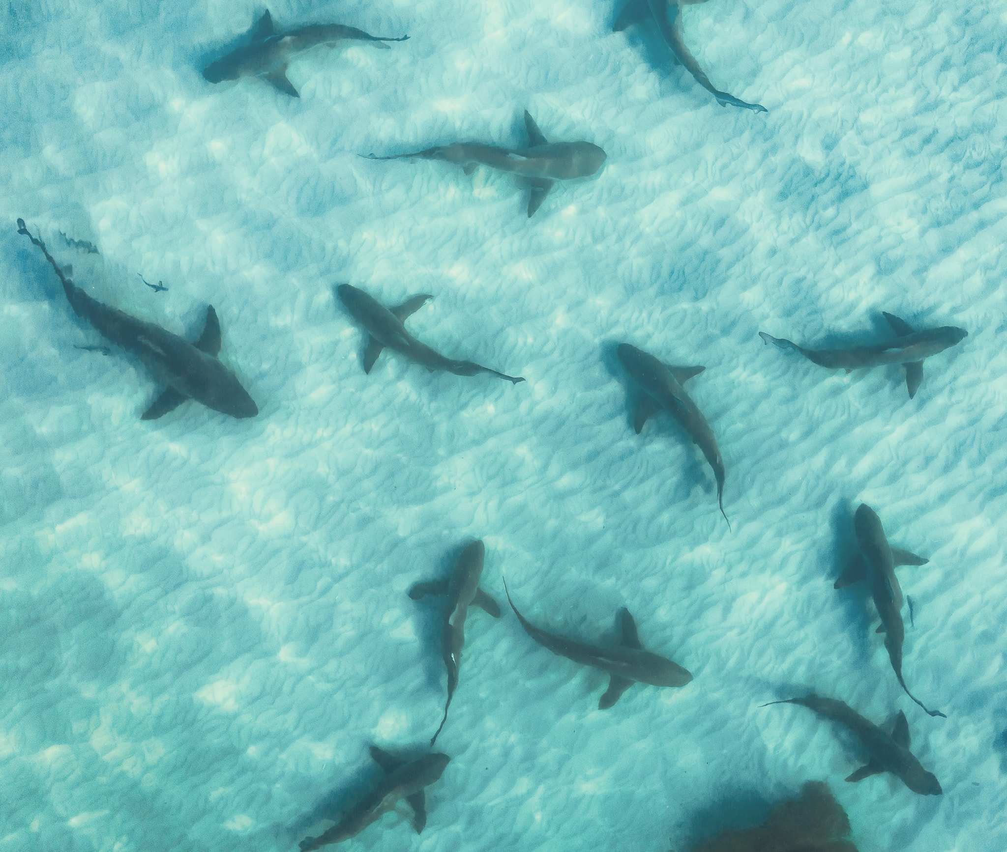 Shiver of sharks in two metre water at Hawks Nest - ABC listen