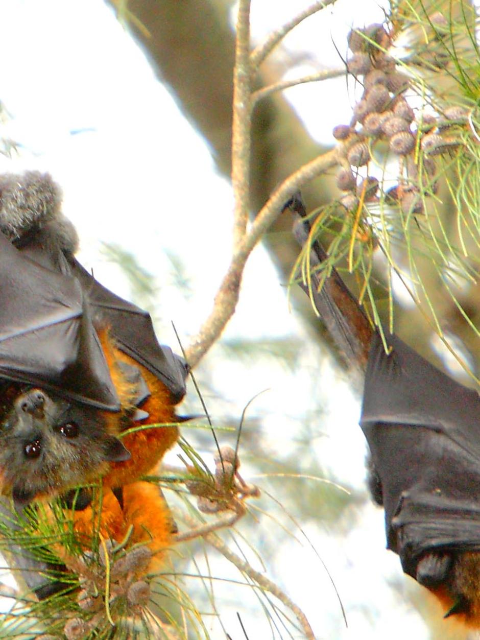 Newman puts flying fox cull back in farmers' hands - ABC News