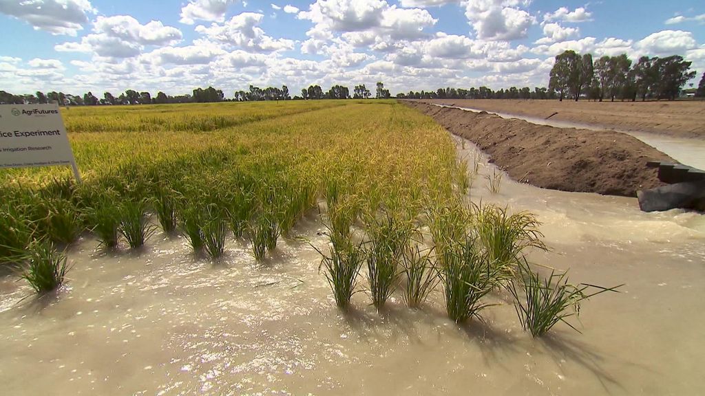 Rice Crisis: Local production one of the lowest on record - ABC News