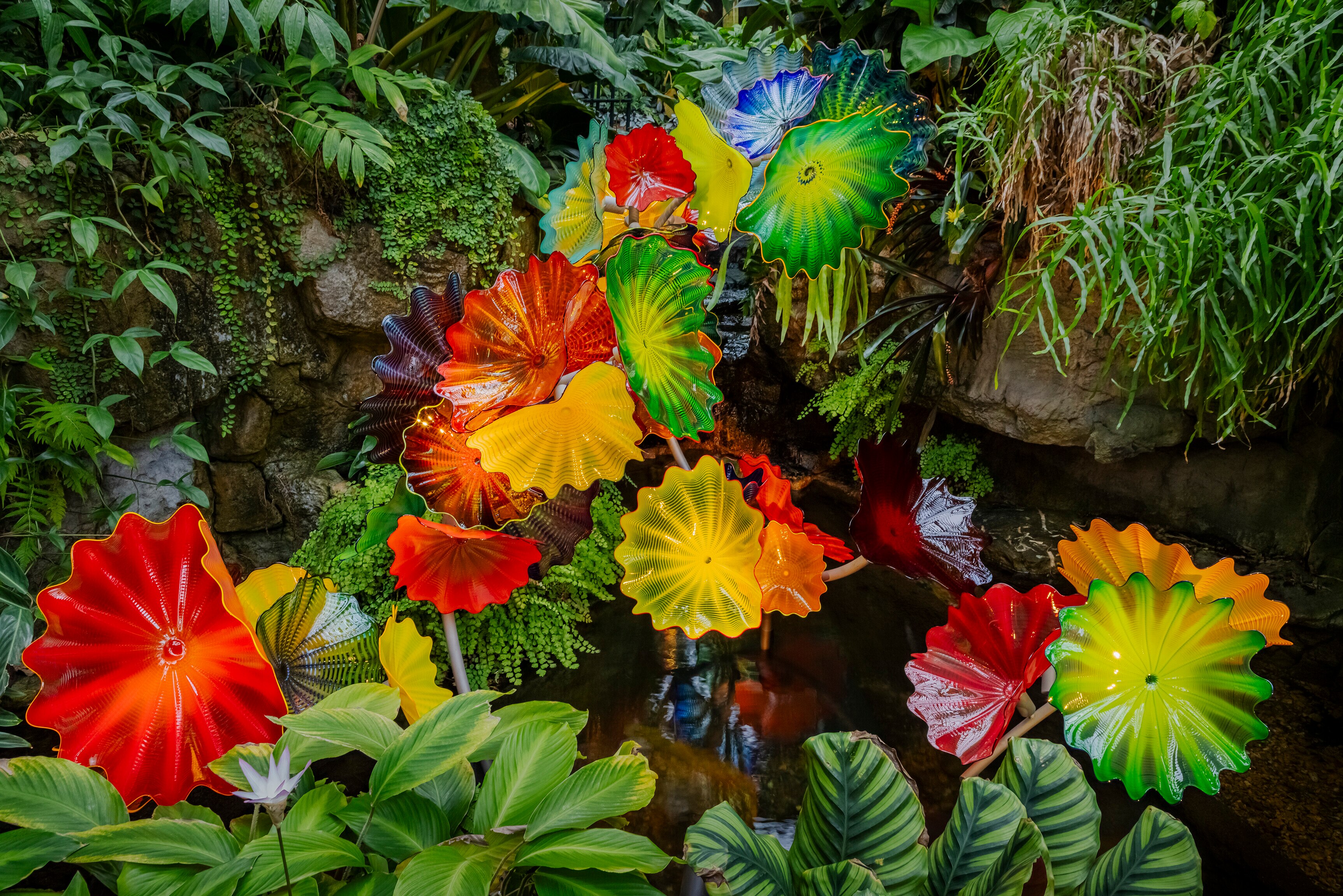 World famous glass artist to display outdoors in Adelaide's Botanic ...