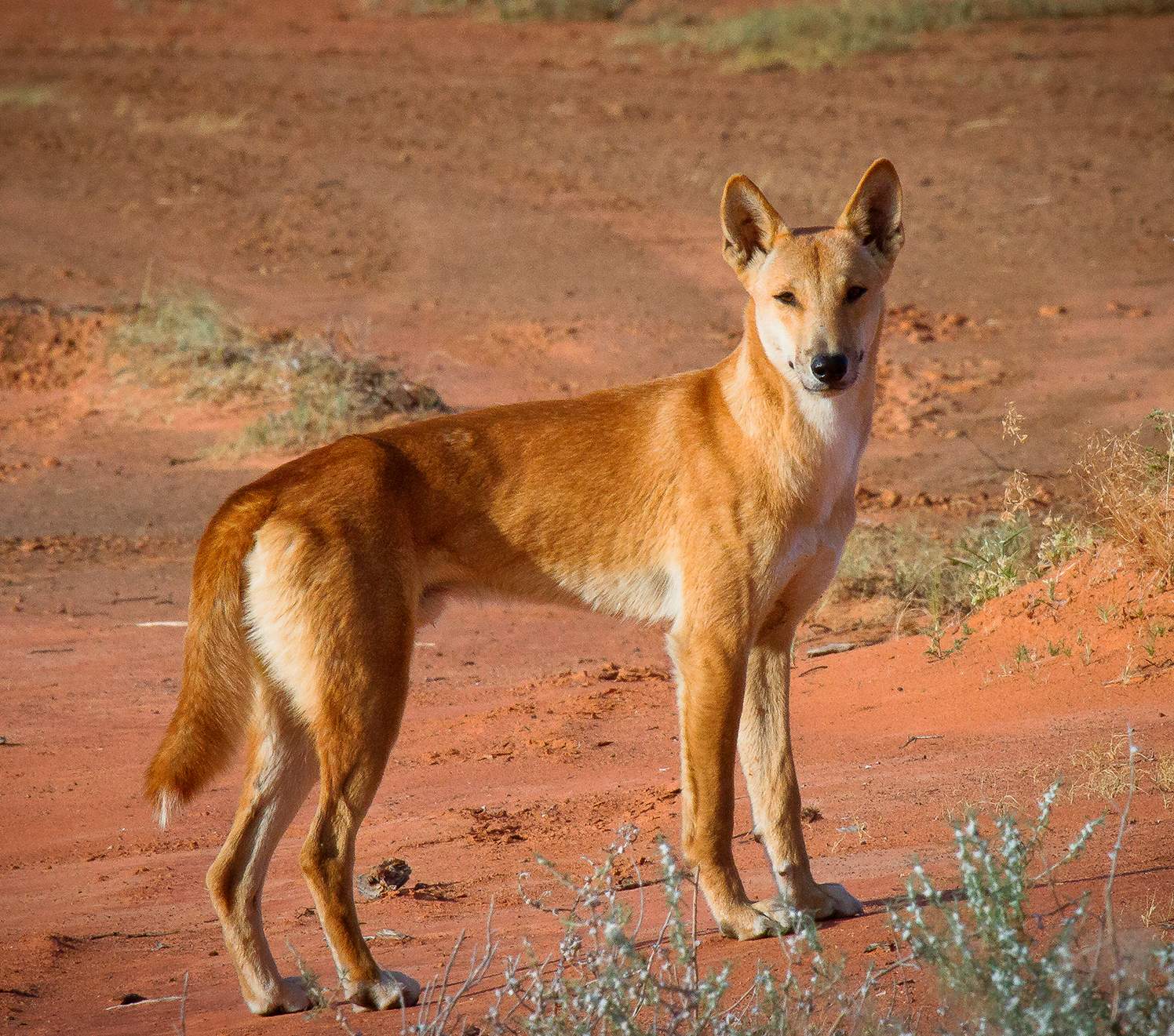 Ecologists propose dingo reintroduction to arrest Australia's ...