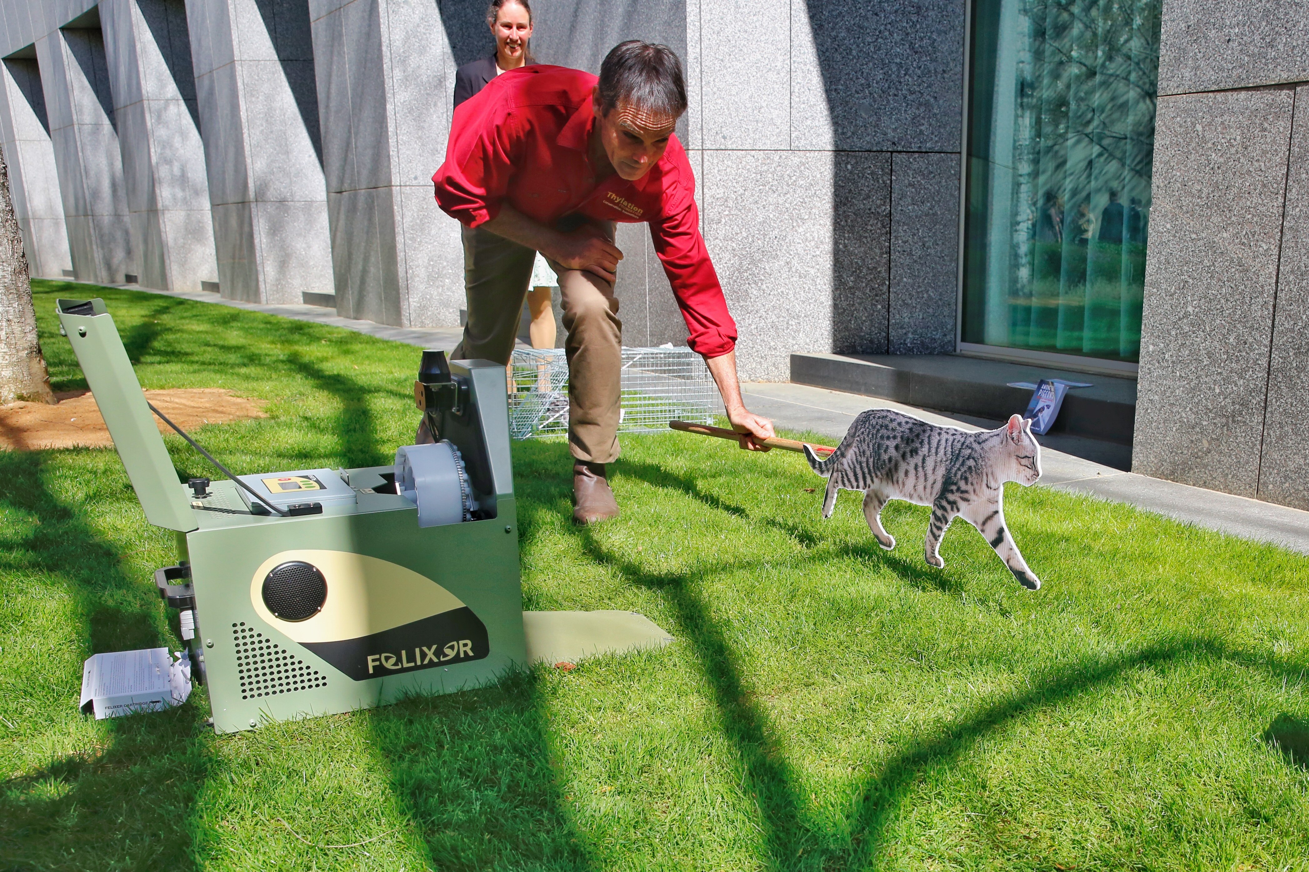 Federal government declares 'war' on feral cats with new action plan ...