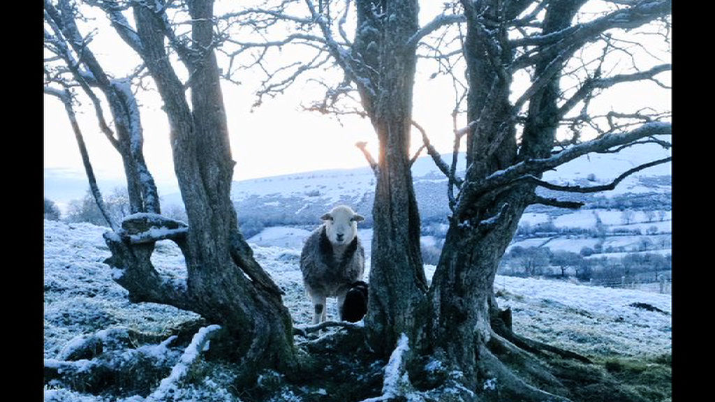 UK Shepherd : James Rebanks - ABC News
