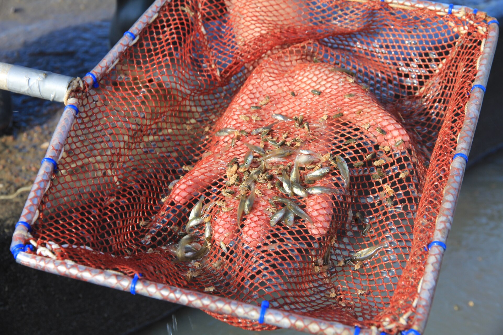 Australian golden perch fingerlings bound for China as fishery eyes ...