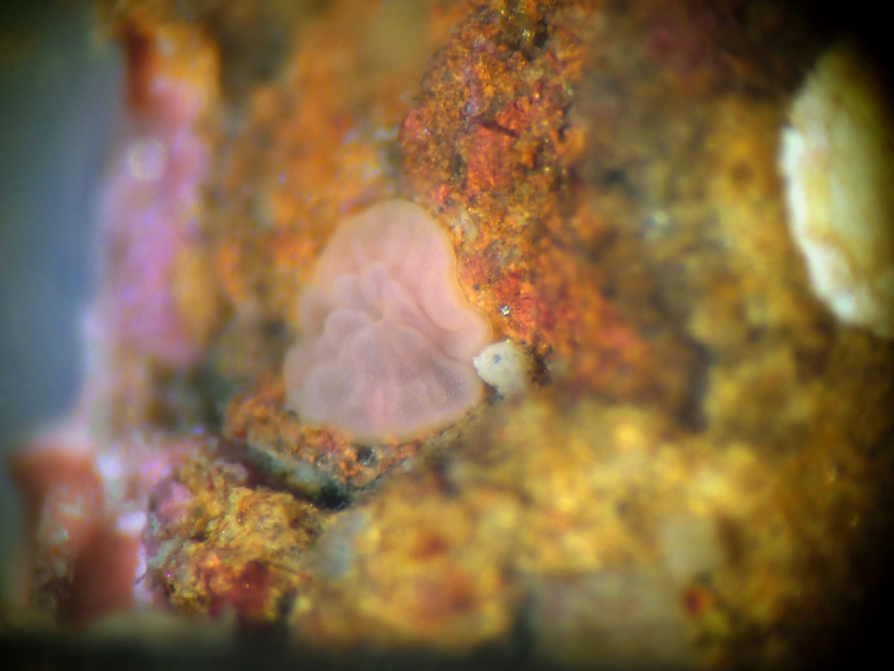 Scientists transplant millions of coral 'babies' to save choked inshore ...