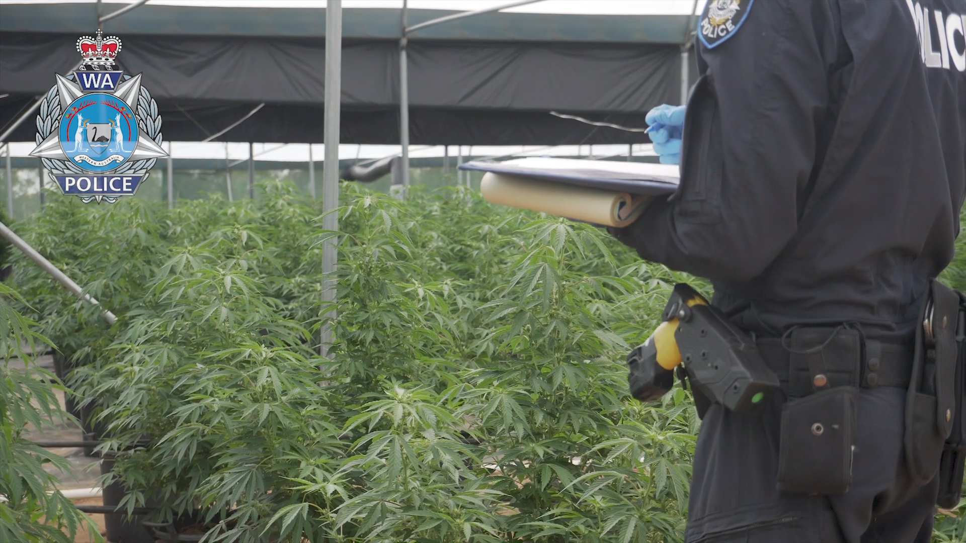 WA Police raid massive cannabis farm near Gingin, north of Perth - ABC News