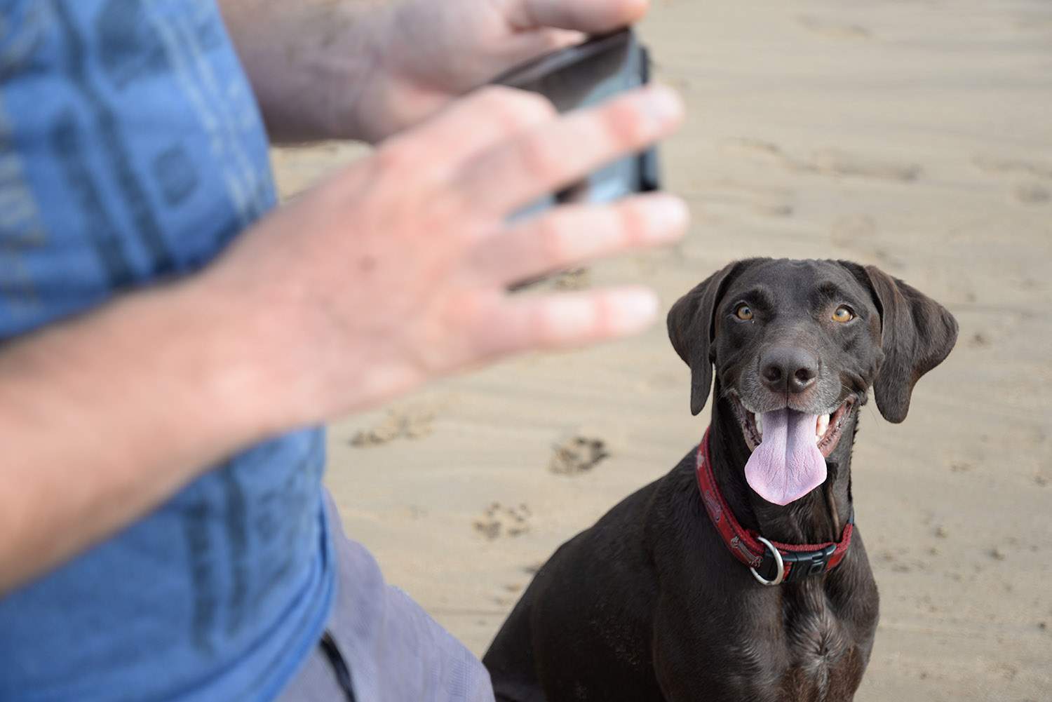 Meet Narla, the Darwin rescue dog whose daily exercise involves chasing ...