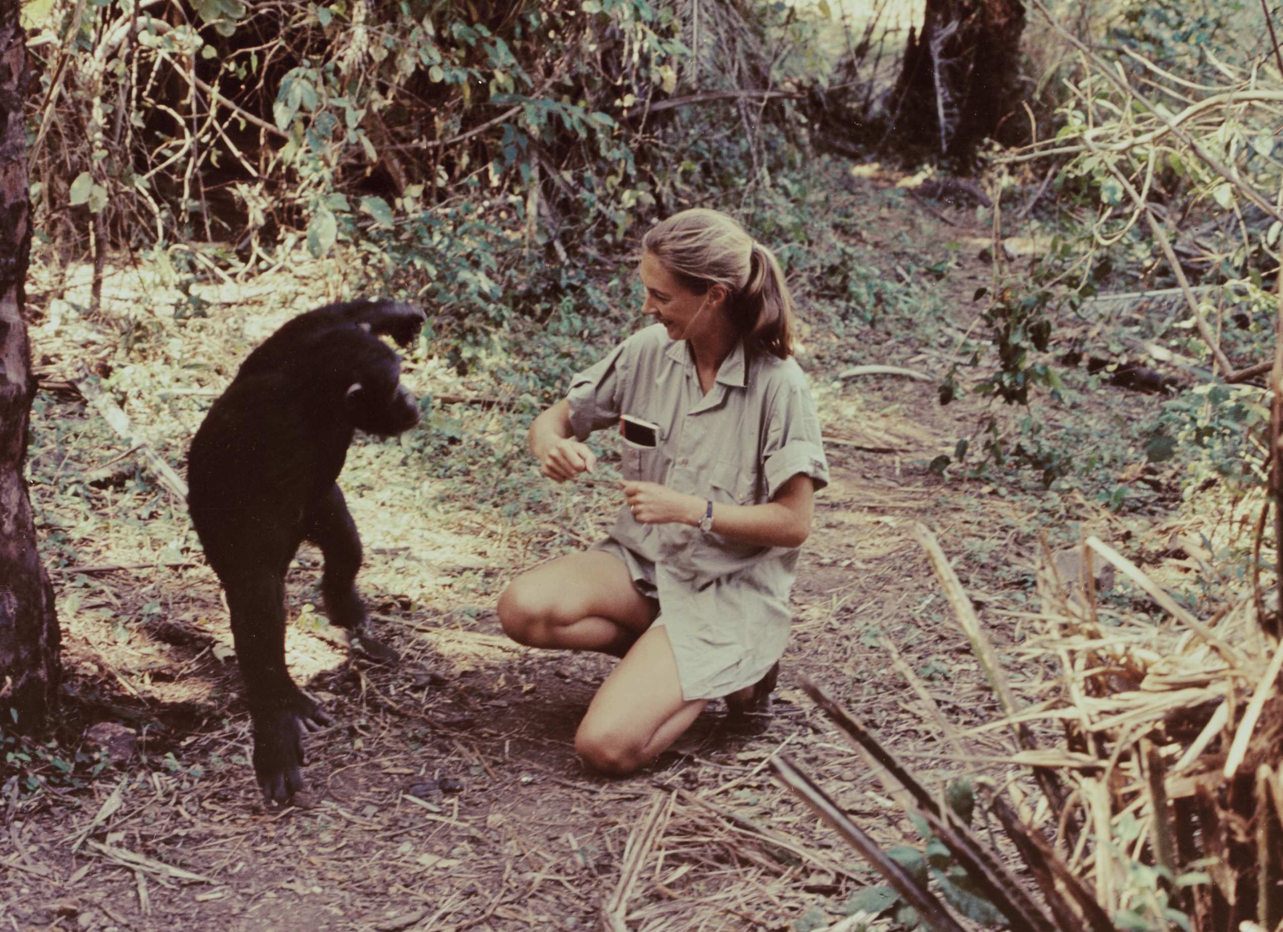How Jane Goodall's chimpanzee research led to the modern animal rights ...