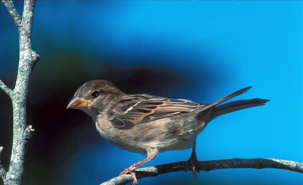 Where have all the sparrows gone? - ABC News