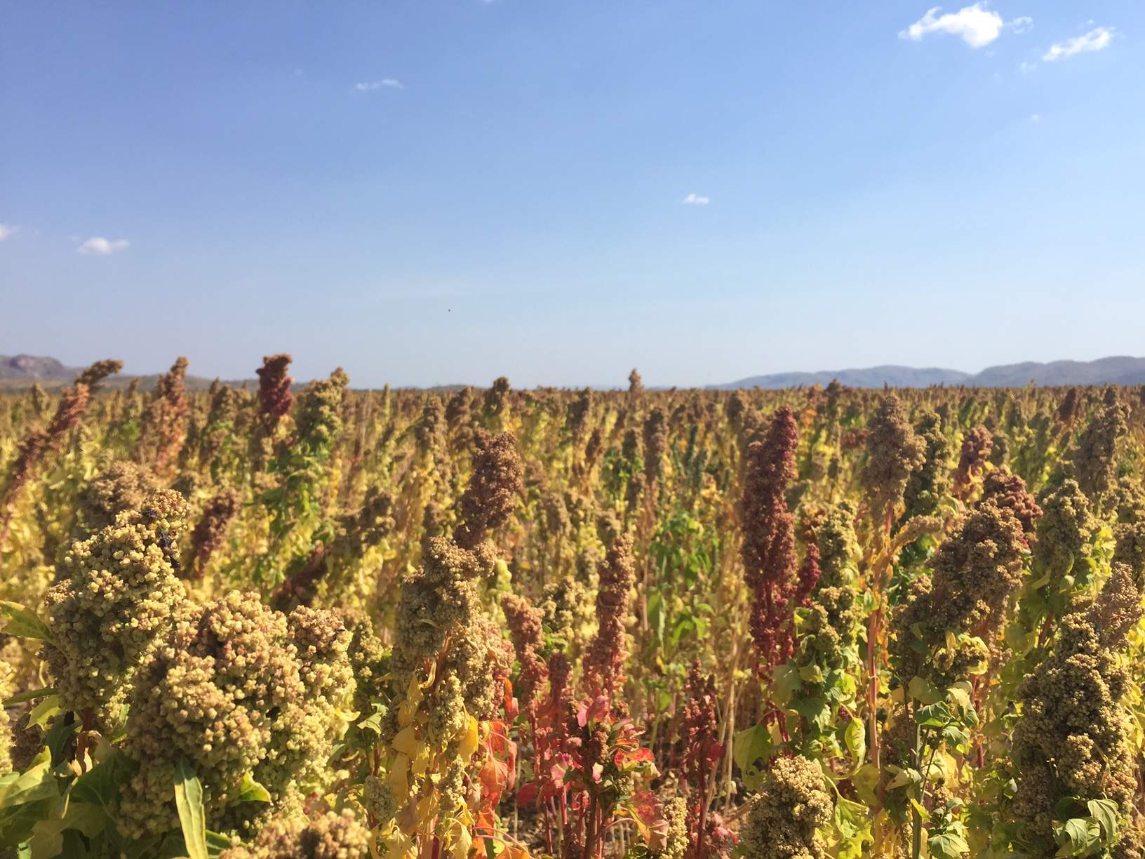 Superfood harvest of quinoa and chia underway in Kimberley's Ord Stage ...