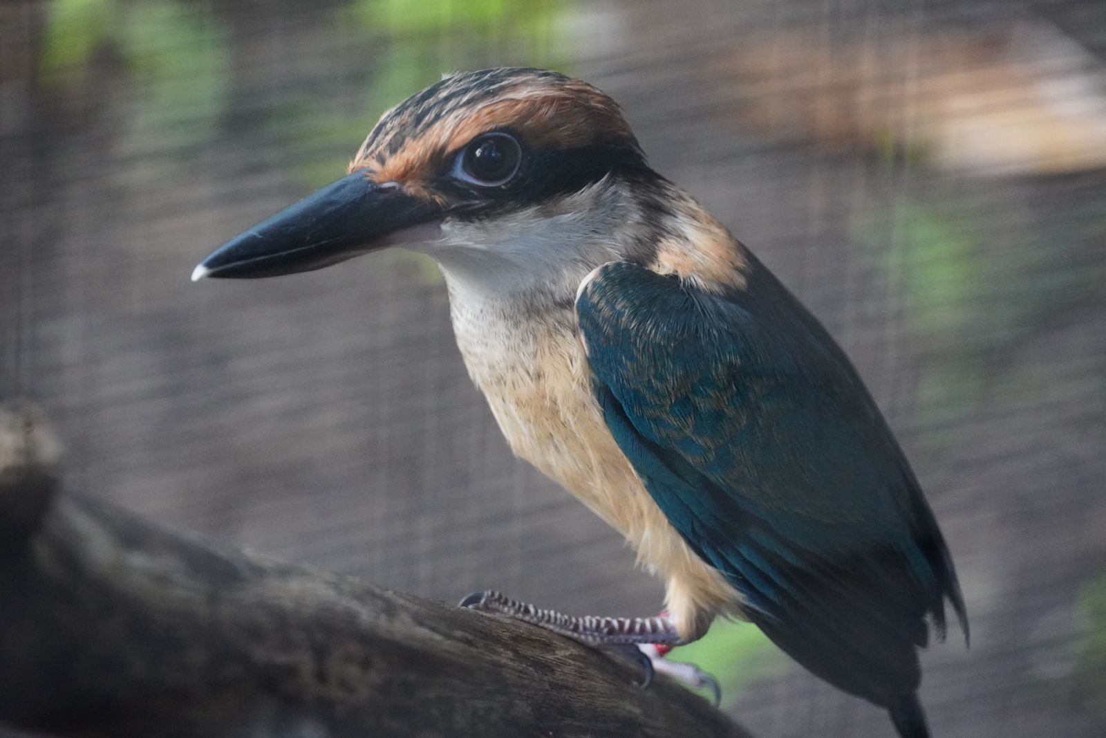 The nearly extinct Guam Kingfisher rebuilds population on Palmyra Atoll ...
