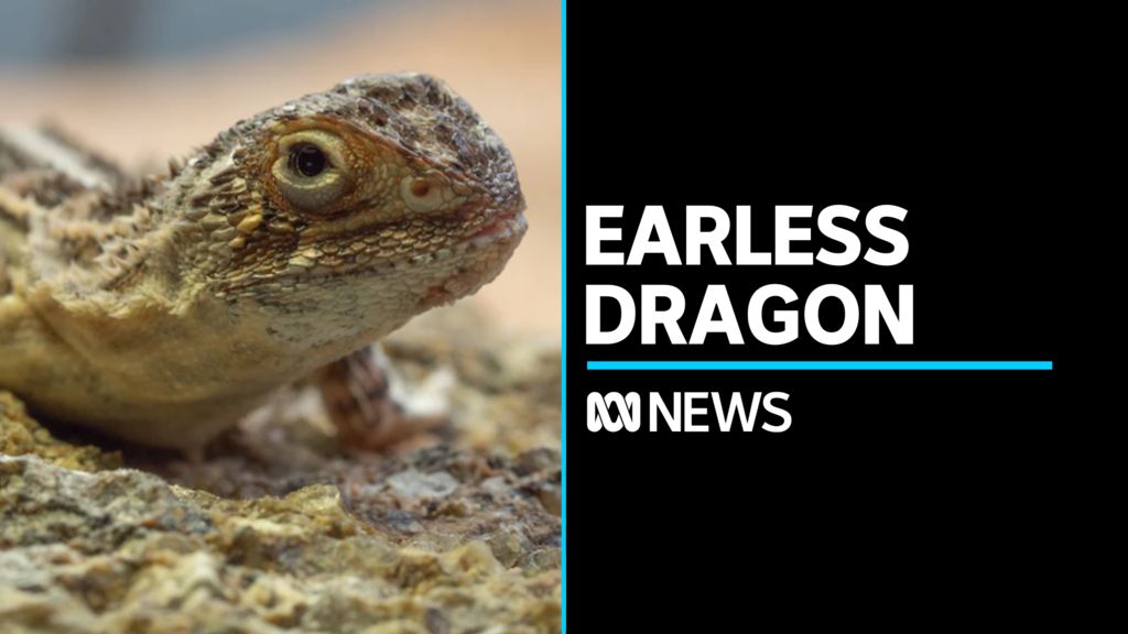 Victorian Grassland Earless Dragon spotted first time in more than 50 ...
