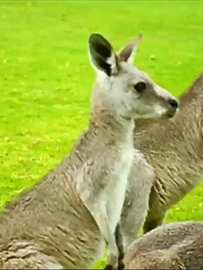 Big Ted's Big Adventure Video Clips | Big Ted's Big Adventure - ABC Kids