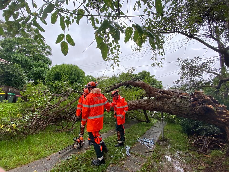 How to manage the risk of falling trees around your home - ABC News