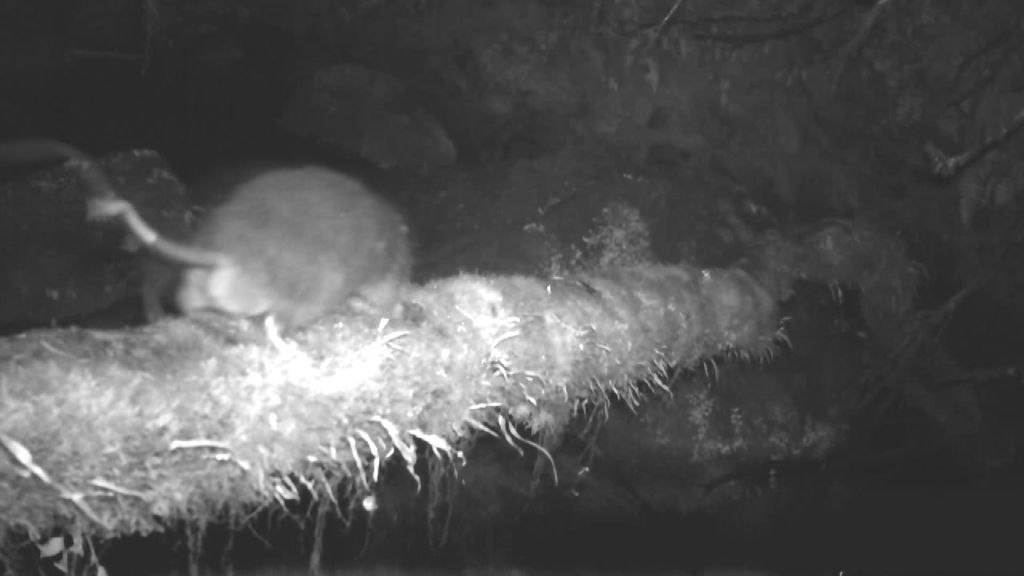 A subalpine woolly rat was caught on camera for the first time in New ...