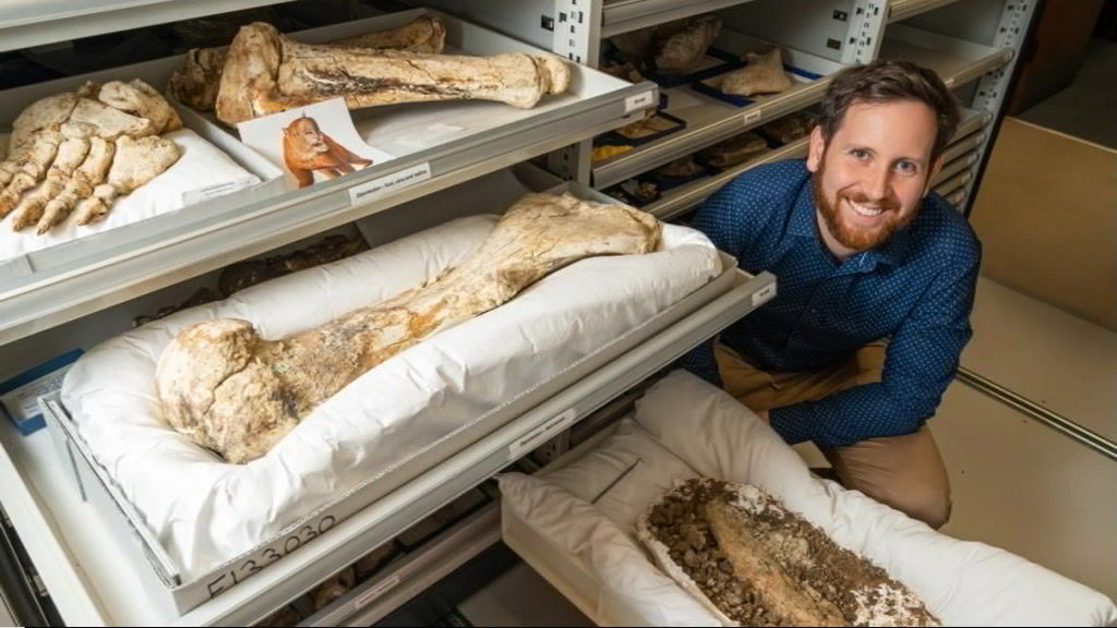 Megafauna fossil found in the Monaro region of NSW - ABC News