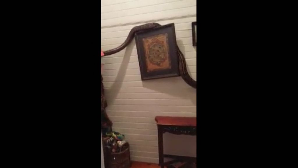 Woman films giant python in her hallway at Mission Beach - ABC News