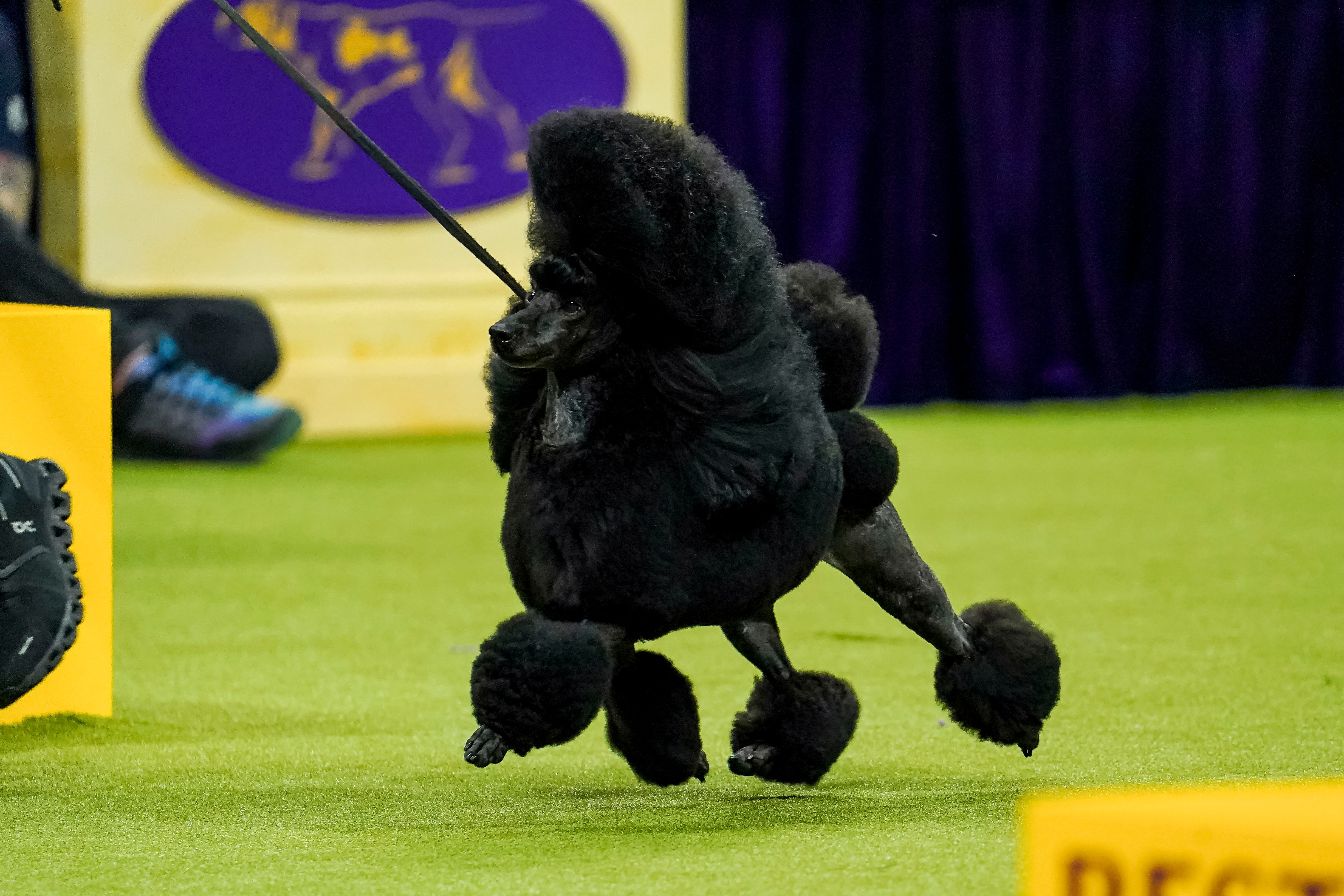 Sage the mini poodle crowned top dog at the Westminster Kennel Club Dog ...