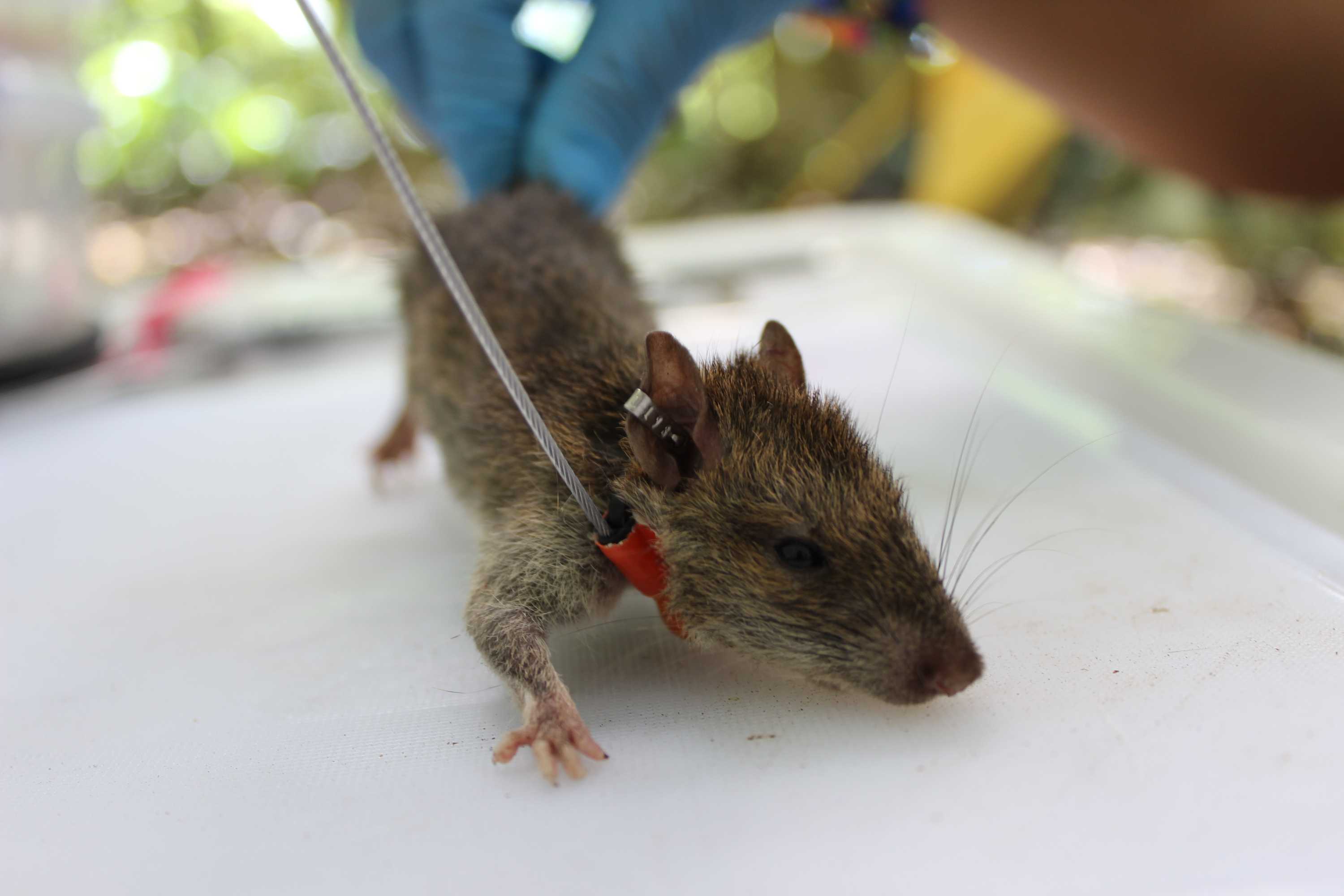 Rats have infested this remote atoll near Tahiti, but an eradication ...