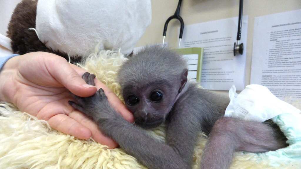 Baby Javan Gibbon Owa born at Perth Zoo - ABC News